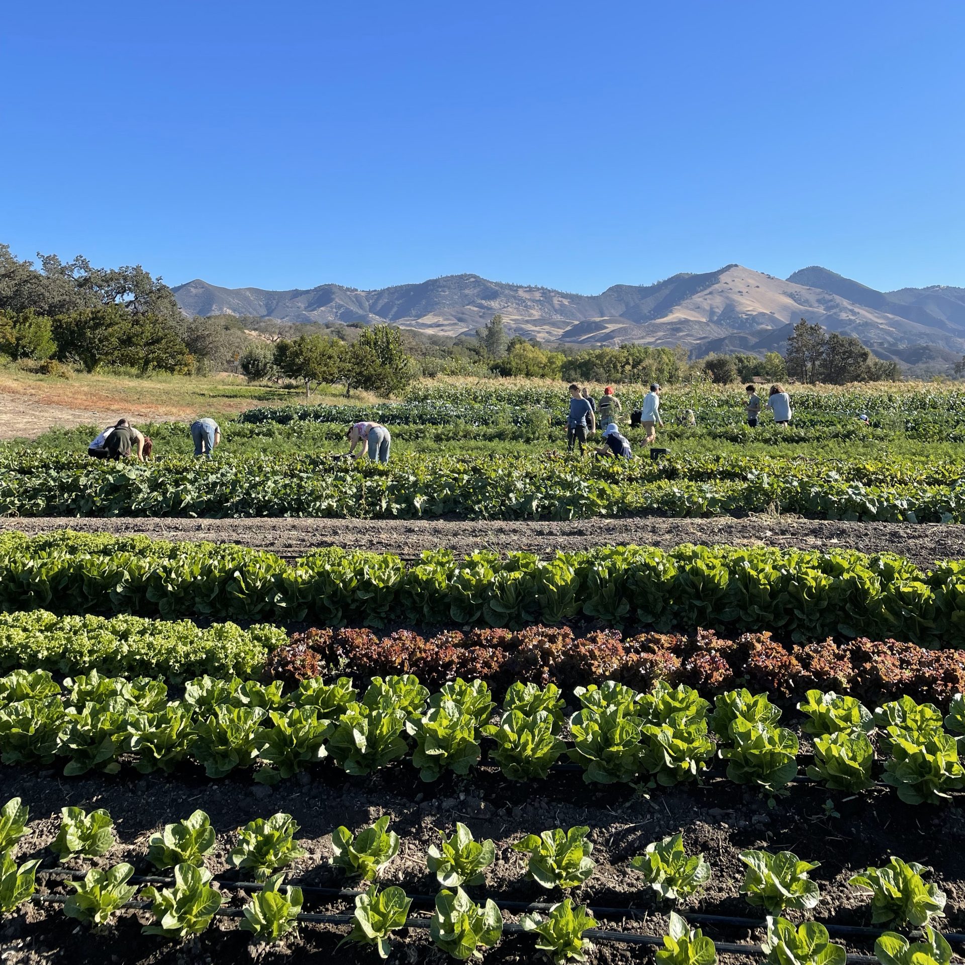 Healthy Eating: Why is Farm-to-Table Important?